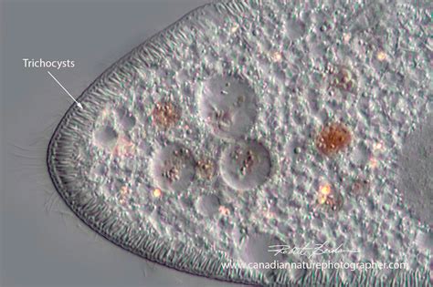 Didiinium Nasutum Versus Paramecium Caudatum Predator And Prey The