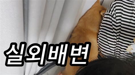 산책가기 싫어서 머리박고 숨어있는 강아지 Youtube