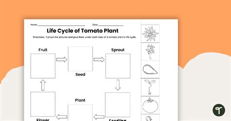 Tomato Plant Life Cycle Cut And Paste Worksheet Teach Starter
