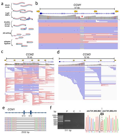 Cas9 Mediated Nanopore Sequencing Enables Precise Characterization Of Structural Variants In Ccm