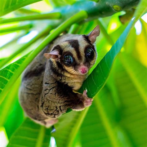 ¿conoces Al Petauro Del Azúcar Una Mascota Muy Sociable Y Original