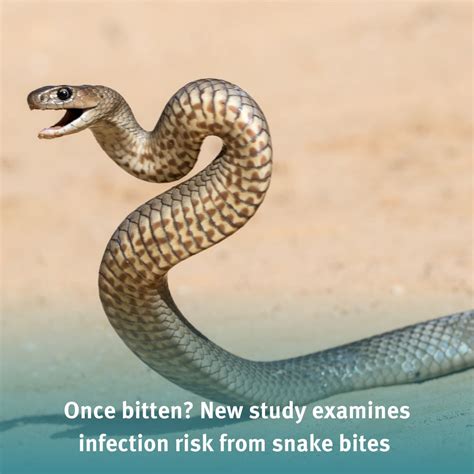 Once Bitten You May Have Heard That A Bite From A Crocodile Can Result In A Serious Infection