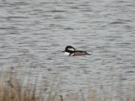 Kokardezaagbek Lophodytes Cucullatus Waarnemingnl