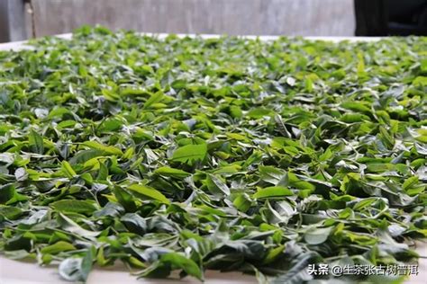 一次搞明白10個常見的普洱茶葉術語與定義收藏備用 每日頭條