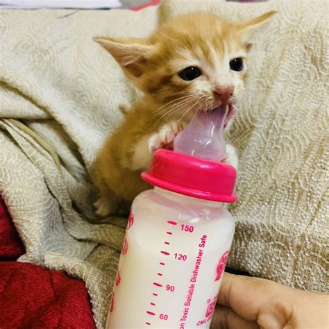 Kitten Phoenix Youtube