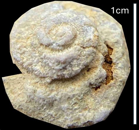 Fossils And Rocks Of Bromide Formation