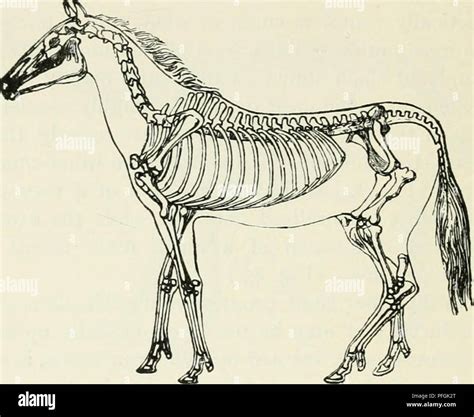 This Work Explores Charles Darwins Evolutionary Theory Discussing Its