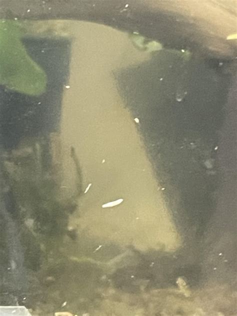 Worm Identification Raquariums