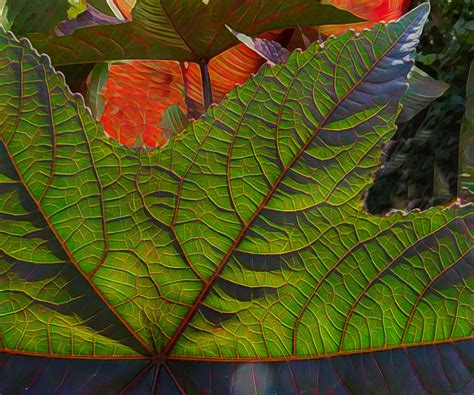 Ricinus Leaf By Durleybeachbum