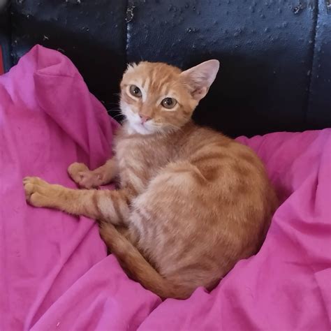 Meet Ruby Our Special Kitten — Animal Zone International