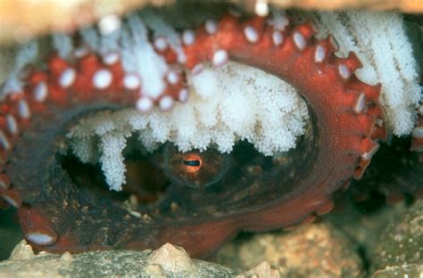 기타 문어 기타 생물종 Bric