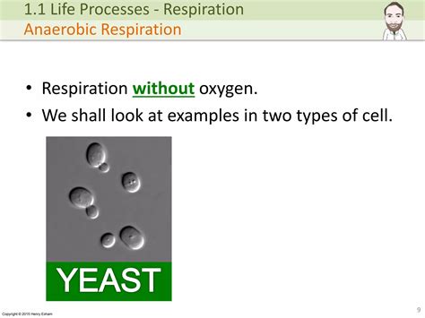 Mr Exham Igcse Respiration Pptx