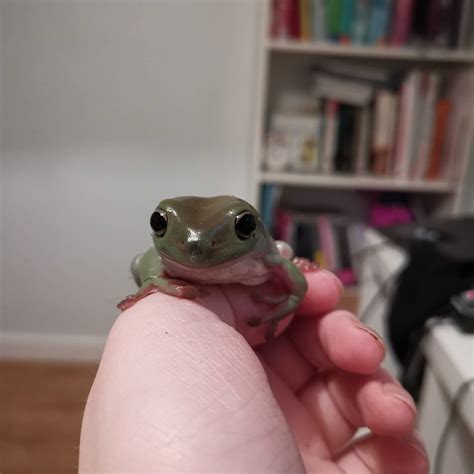 My Whites Tree Frog Is Making A Squeaking Sound I Researched This And