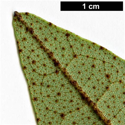 Aextoxicon Punctatum Trees And Shrubs Online