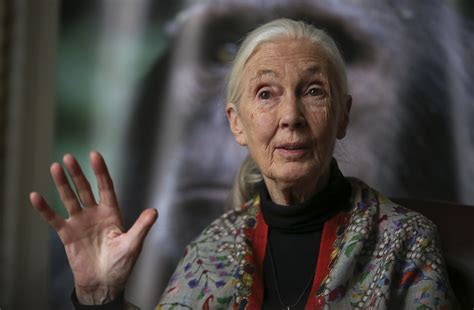 Jane Goodall La Experta En Primates A Quien Los Chimpancés Salvajes Del África Aceptaron Como