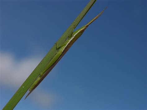Vibrant Toothpick Grasshopper In Gran Sabana Venezuela