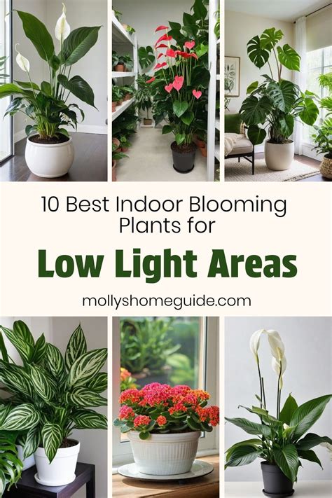 10 Best Indoor Blooming Plants For Low Light Areas Low Light Plants