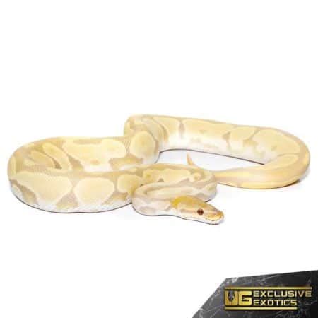 Yearling Bongo Candino Ball Python For Sale Underground Reptiles