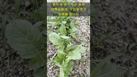 유기농 열무 구멍 송 송 벼룩잎벌레 무잎벌레 방제 천연 살충제 만드는 요령 효과 있는 유기농 약제는 방제 해 주세요organic Pest Control Youtube