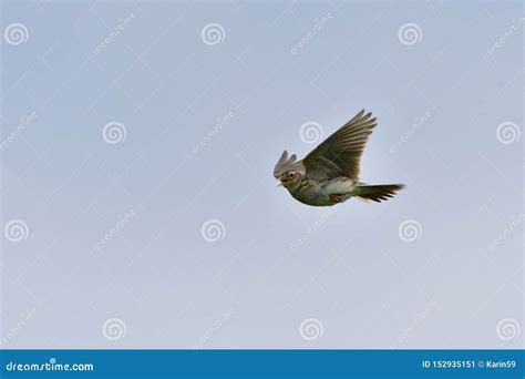 Eurasian Skylark In Flight Stock Image Image Of Male 152935151