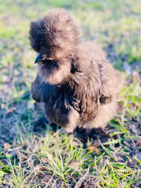 Blue Black And Splash Silkie Hatching Eggs Mockingbird Homestead