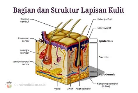 Detail Gambar Kulit Dan Bagiannya Gambar Kulit Dan Bagiannya Sma