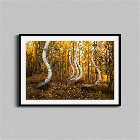 Dancing Aspen Trees Print Casey Mac Prints