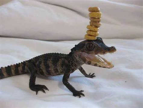 Não Existem Pessoas O Suficiente Que Conhecem Essa Imagem Apresento A