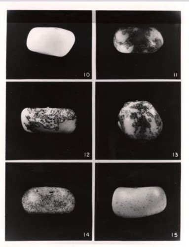 Transposable Genetic Elements Flashcards Quizlet