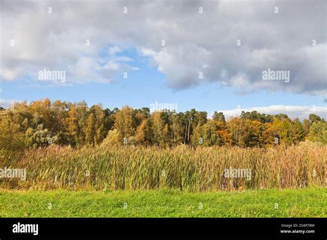 Autumn View With Forest And Rush Meadow Stock Photo Alamy