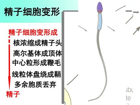 男性生殖系统 Ghl Ppt Download