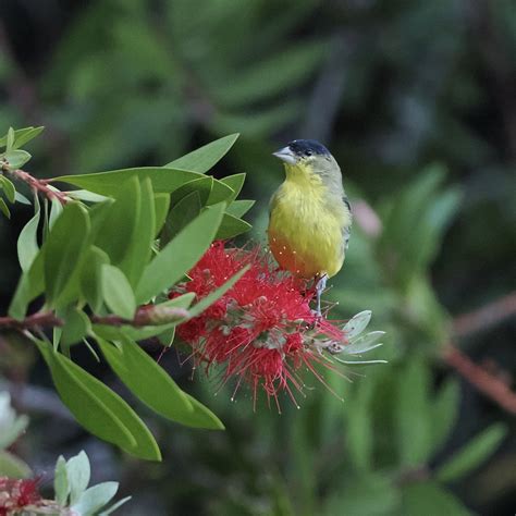 Ml490789701 Lesser Goldfinch Macaulay Library