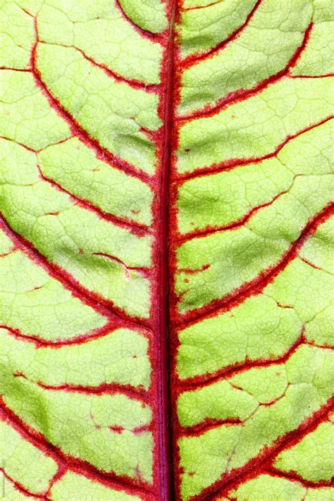 Red Veined Dock Leaf By Stocksy Contributor Marcel Stocksy
