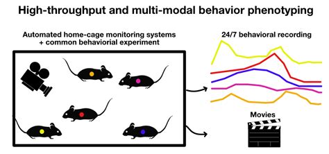 Multi Modal And High Throughput Behavioral Phenotyping Fabrizio Musacchio