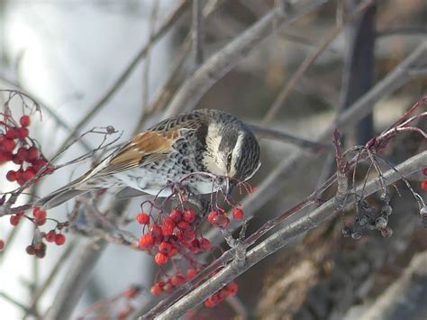 ナナカマドの実を食べるツグミ 宏日記Ⅱ