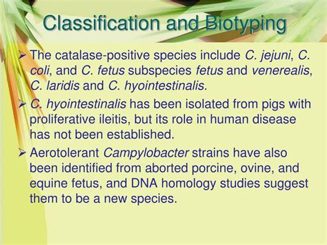 Ppt Campylobacter I Powerpoint Presentation Free Download Id 876604