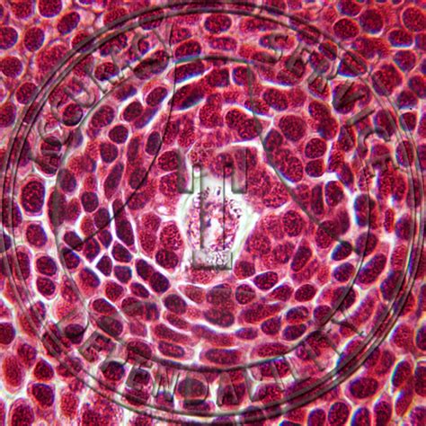 Pinus Female Strobilus Ovule Ls Prepared Microscope Slide