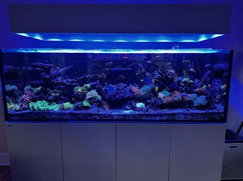 Bella Goby Experience Reef2reef