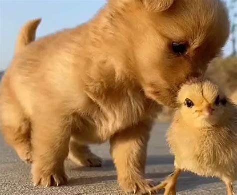 영상 병아리 처음 본 새끼 강아지