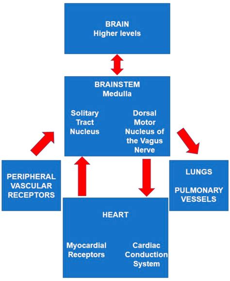 A Pathophysiological Box Diagram Shows Approximate Neuronal Circuitry Download Scientific