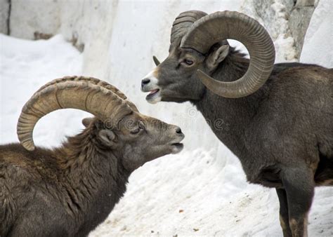 Majestic Bighorn Sheep Rams Displaying Impressive Curved Horns In Snowy