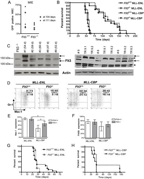 The Onset And Characteristics Of Mll Enl And Mll Cbp Leukemias Are Not