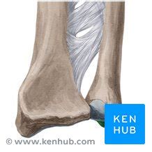 Styloid Process Of Ulna Anatomy And Function Kenhub