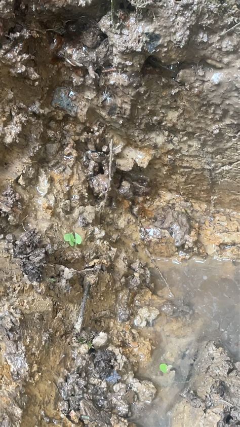 Potential Leak Near Ac Units Or Is This Ground Water Rplumbing