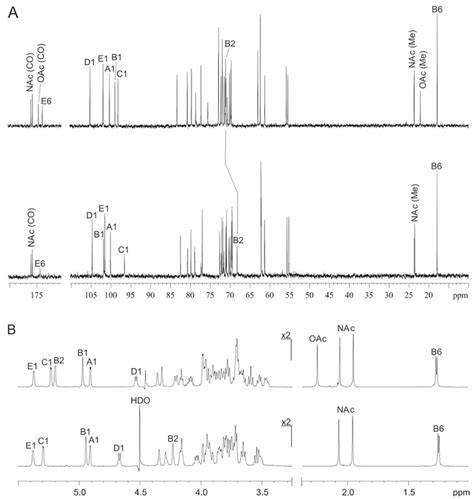 Pectobacterium Versatile Bacteriophage Possum A Complex Polysaccharide