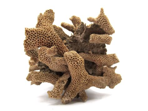 Thamnopora Devonian Coral From Az 4 Fossils For Sale