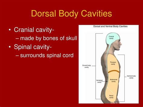 Ppt Anatomical Terminology Powerpoint Presentation Free Download