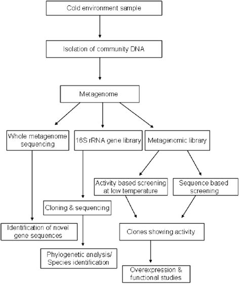 Metagenomics Approach For Identification Of Novel Genes And Enzymes Download Scientific Diagram
