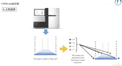 单细胞测序基础知识单细胞rnaseq Adjust P Csdn博客
