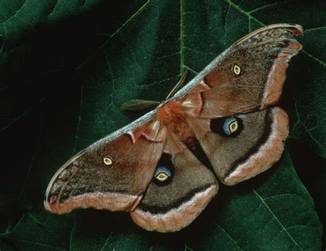 Moth Facts Types Classification Habitat Diet Adaptations Moth